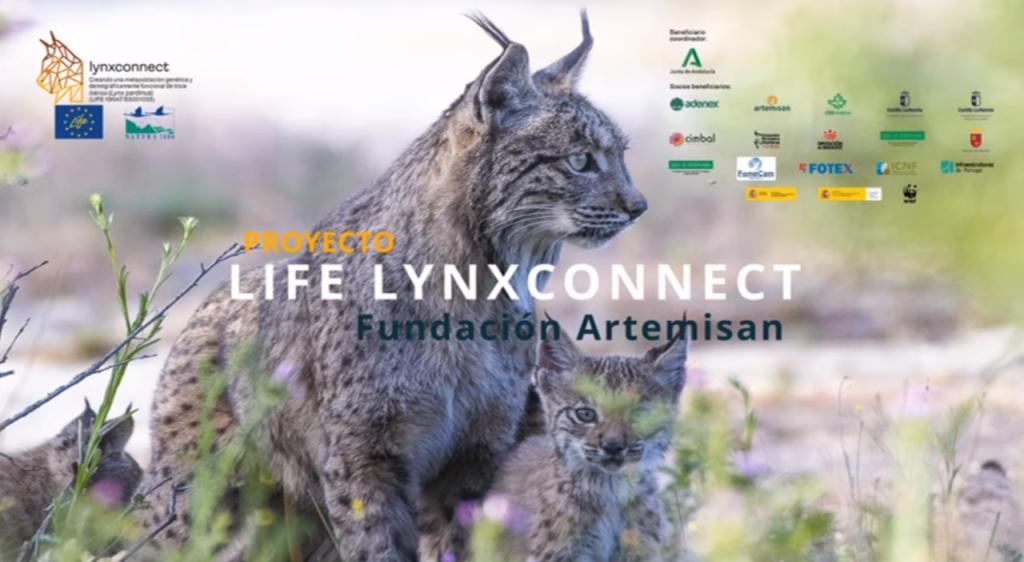 Conectar – Life Lynxconnect