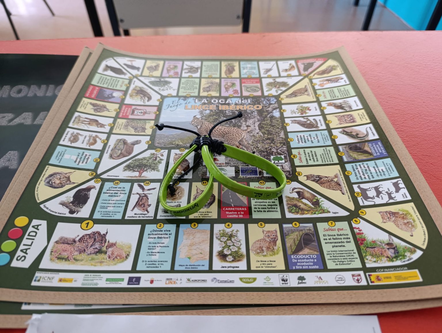 ‘The recovery of the Iberian lynx: 20 years of LIFE projects told by ...